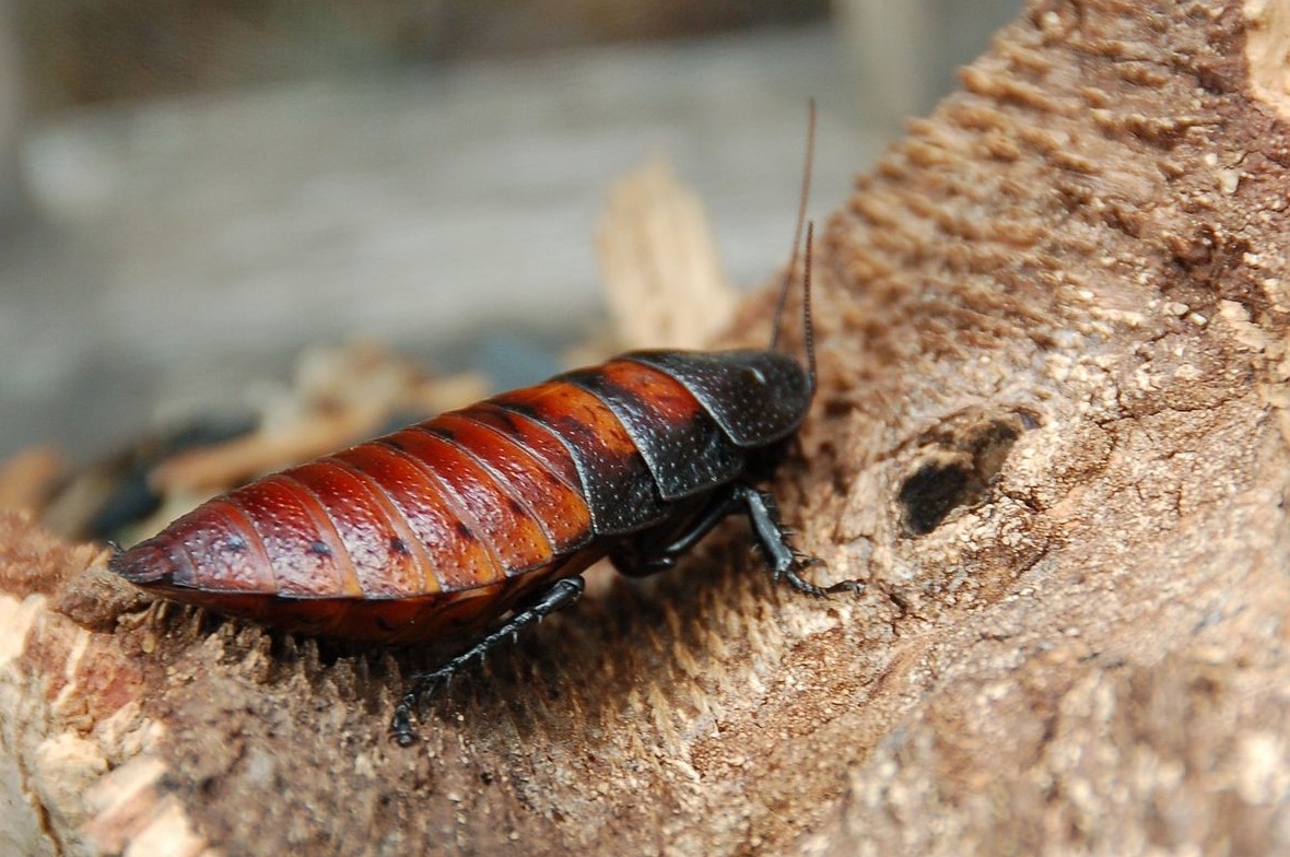 Jenis-jenis Kecoa Raksasa di Dunia dan Cara Pengendaliannya (Bag. 4 ...